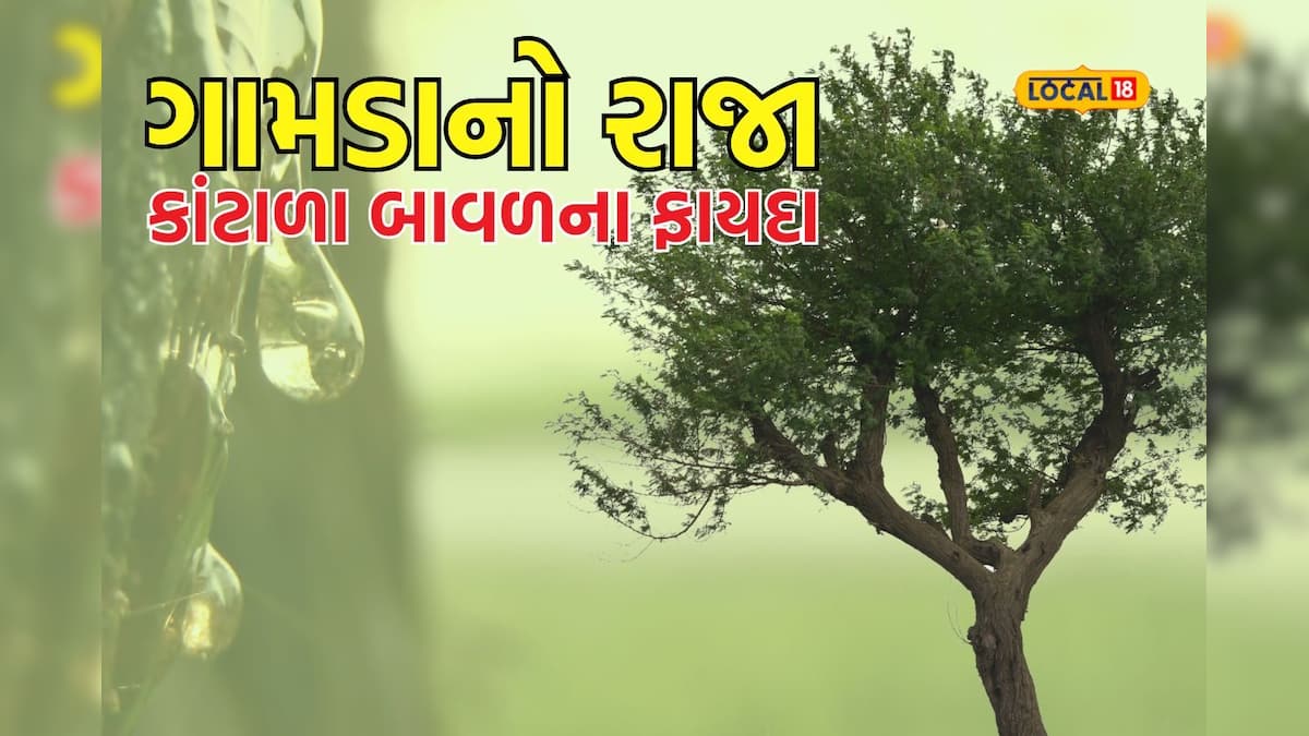 જોરદાર! કાંટાળા ઝાડના અનેક મોટા ફાયદા, દાતણથી લઈને અનેક રીતે ઉપયોગી છે ...
