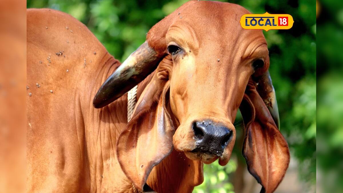 ગીર ગાયનું દૂધ સૌથી મોંઘું - Gir cow milk is the most expensive