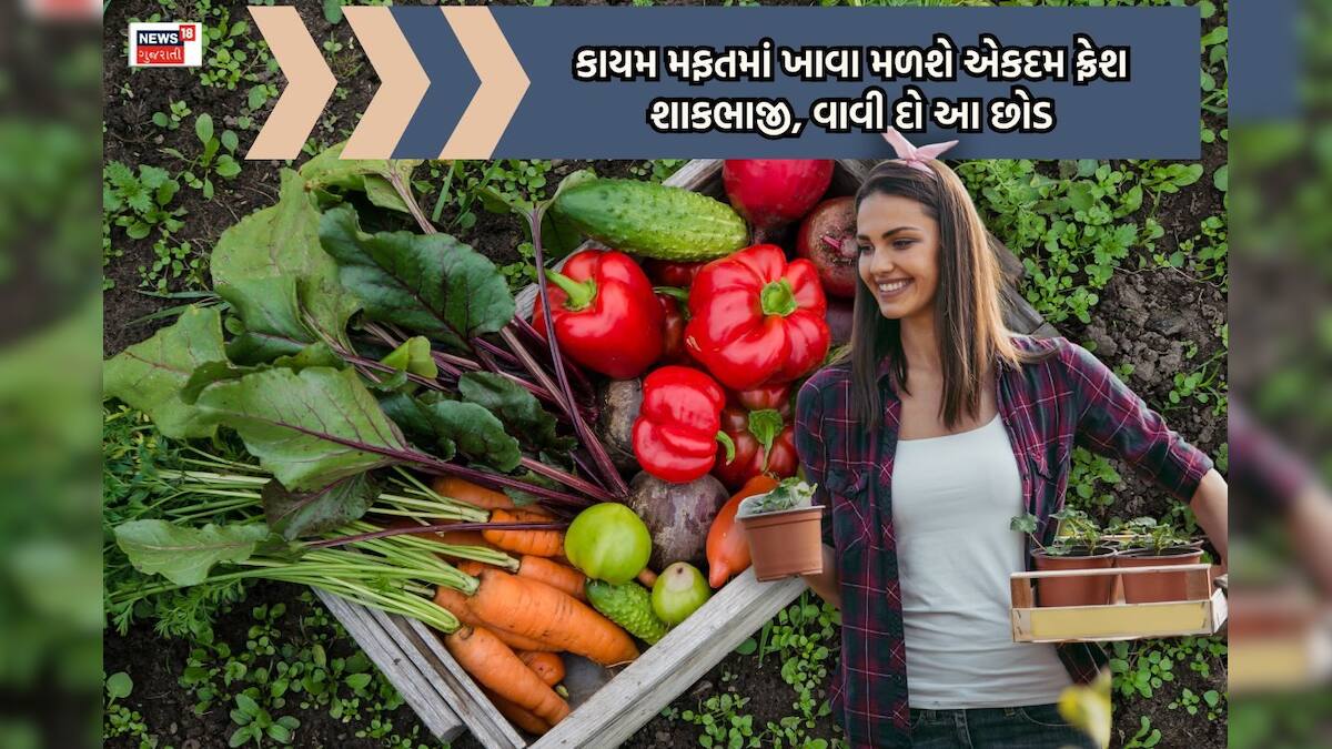 how to grow vegetables in kitchen garden - એકદમ ફ્રેશ શાકભાજીનો સ્વાદ ...