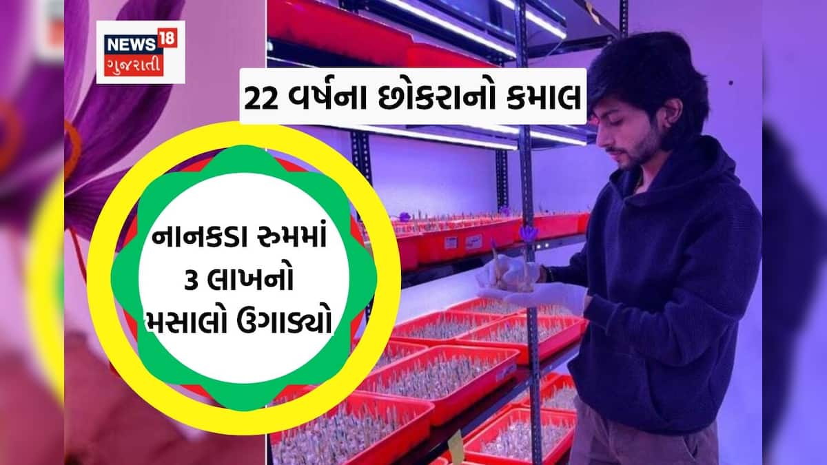 22 years old farmer harsh patil growing kesar saffron in small roon ...