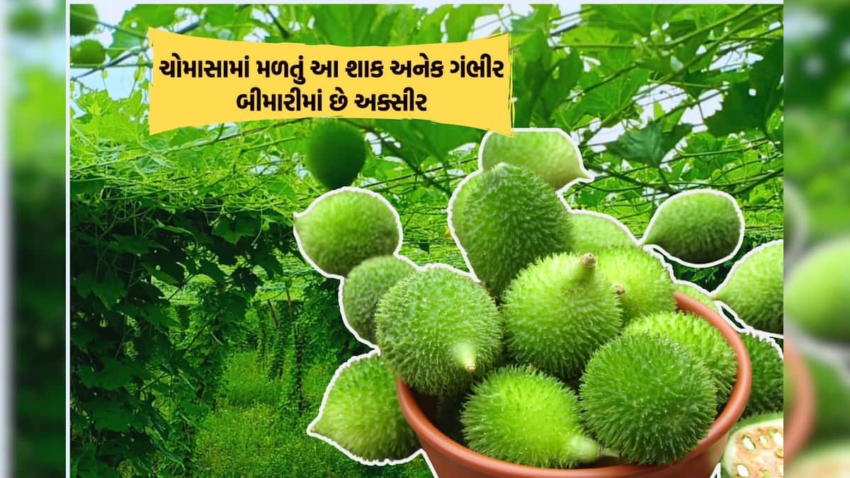 ચોમાસામાં કંકોડા કંટોળા ગુજરાતના ખેતરોમાં થાય છે - spiny gourd kankoda monsoon vegetable health ...