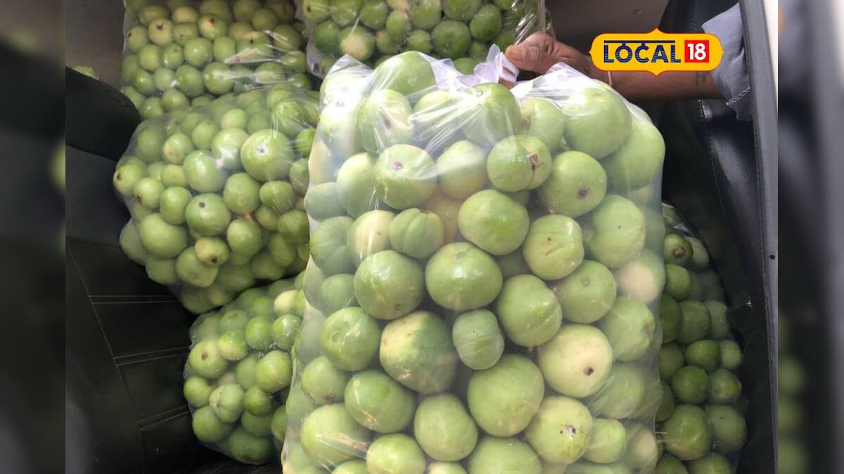 ટીનસા શાકભાજીની સફળ ખેતી - Success in tinsa vegetable cultivation