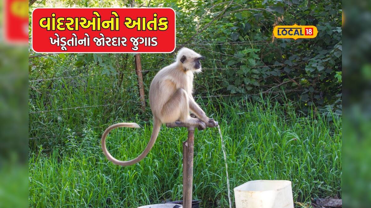 તેલંગાણા: વાંદરાઓના આતંકથી પરેશાન ખેડૂતોનો અનોખો ઉપાય -Farmer Jugad ...