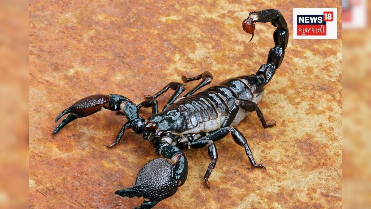 હોટલમાં રોકાયેલા શખ્સના પ્રાઈવેટ પાર્ટ પર વીંછીએ ડંખ માર્યો, હોટલ પર ...