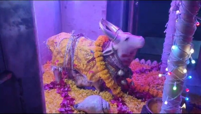 અહીં 9 નહીં 15 દિવસની નવરાત્રી, અહીં ગૌ માતાએ લીધી હતી સમાધિ, જાણો કારણ ...