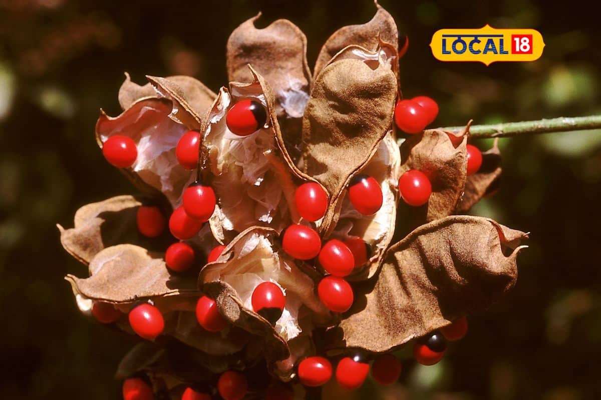 ચણોઠીના વિવિધ ફાયદા જાણો - Know the various benefits of Chanothi