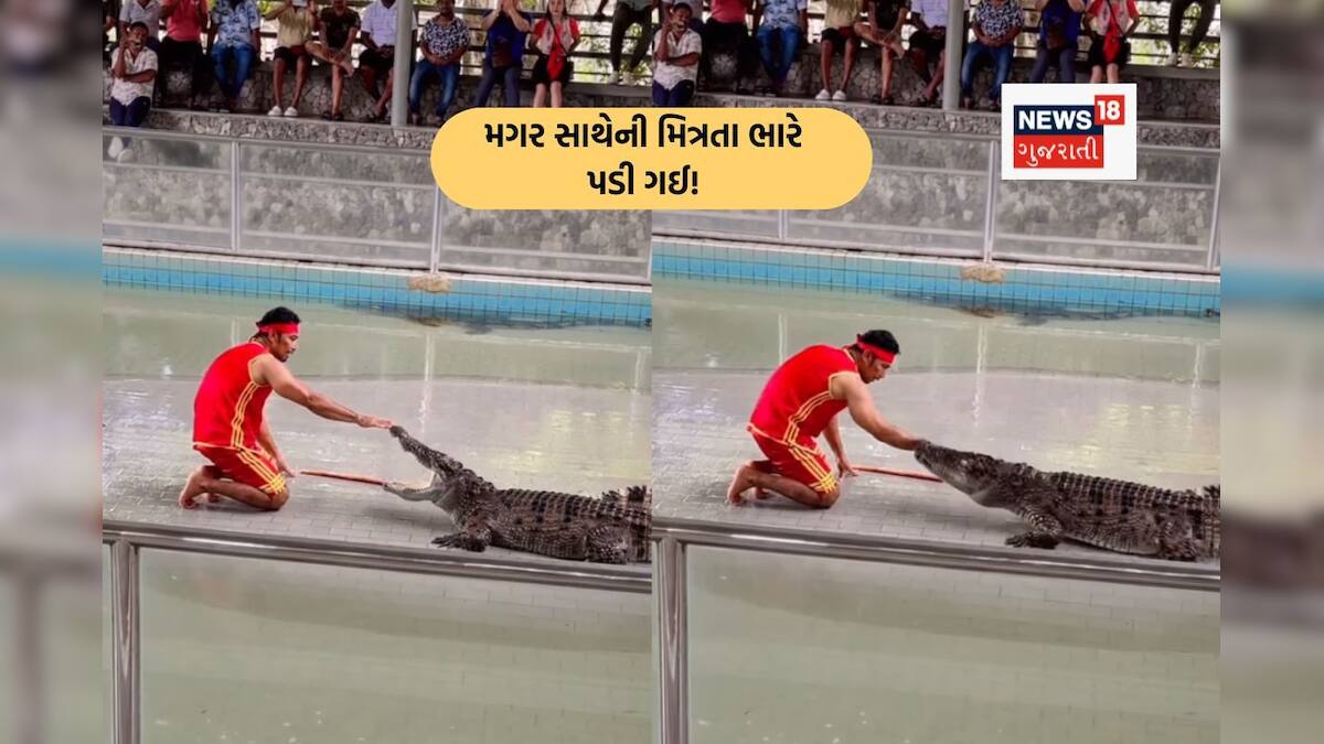 Video: મગર સાથે સ્ટંટ કરતાં એવું ખતરનાક બન્યું કે, જોઈને ચીસ નીકળી જશે ...