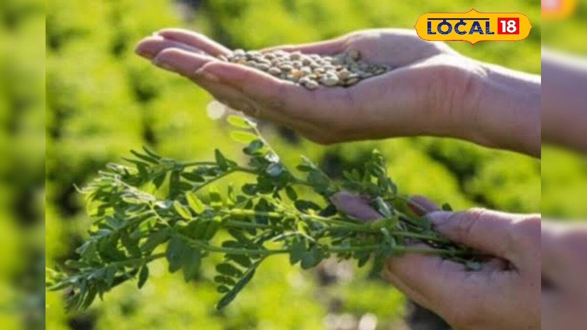 ખેડૂતોને આ પાકની ખેતીથી થશે જોરદાર ફાયદો, જાણો નિષ્ણાતની સલાહ - Expert ...