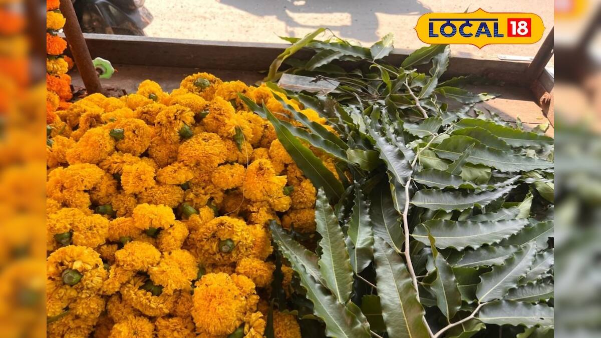 નવરાત્રીમાં ઘટ્યો ગલગોટાનો ભાવ, જાણો એક કિલોનો રેટ- price of galgota ...