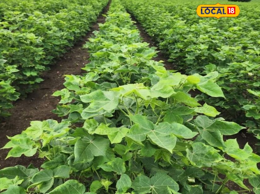 કપાસના વાવેતરમાં આ પદ્ધતિનો કરજો ઉપયોગ, ખર્ચ ઘટશે અને વધશે ઉત્પાદન - New Method to Increase ...