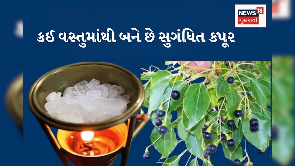 જાણવા જેવું: કયા છોડમાંથી બનાવવામાં આવે છે કપૂર, જેને ધૂપમાં સળગાવીએ ...