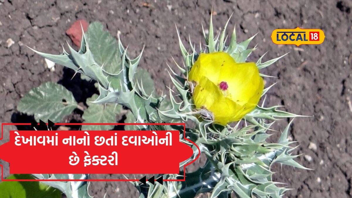 દરરોજ સવારે દૂધમાં આ પાનનો રસ ભેળવીને પીવાથી શરીરનો દરેક દુખાવો થઈ જશે ...