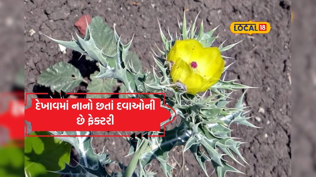 દરરોજ સવારે દૂધમાં આ પાનનો રસ ભેળવીને પીવાથી શરીરનો દરેક દુખાવો થઈ જશે ...