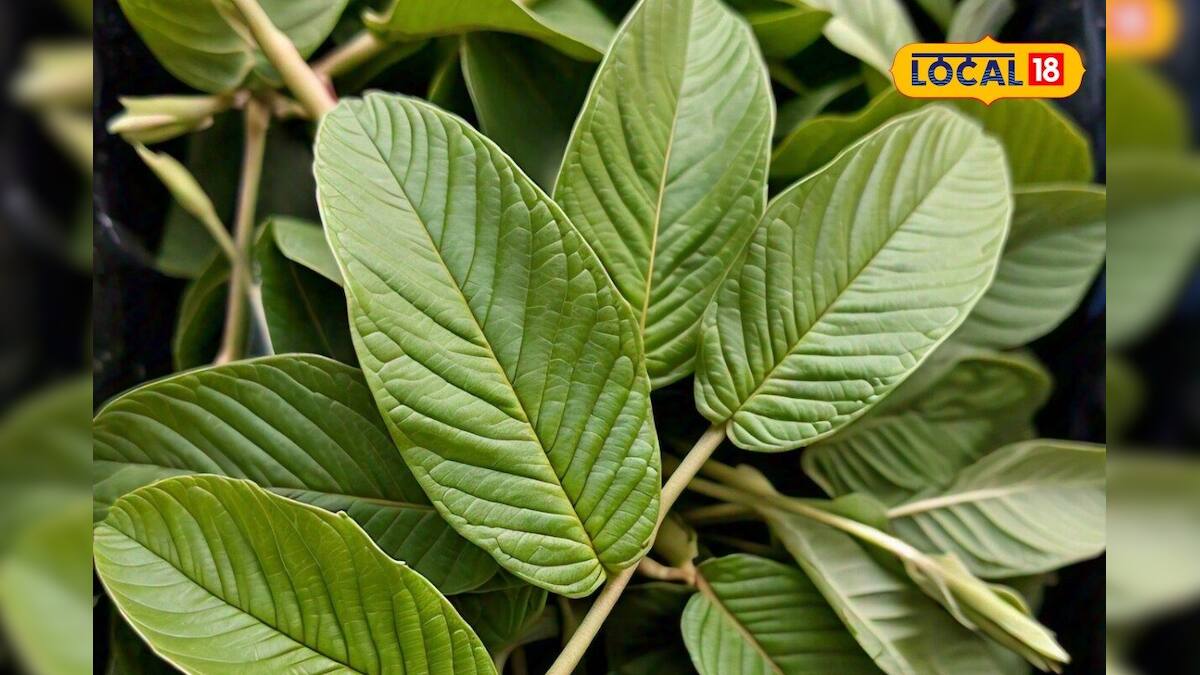 આ ફળના પાંદડાં પણ છે ફાયદાકારક, કોલેસ્ટ્રોલથી લઈને પેટના દુખાવામાં રામબાણ! - guava Leaf Will ...