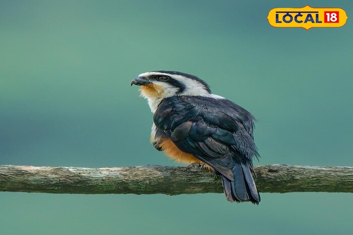 પક્ષી પ્રેમીઓ માટે સારા સમાચાર! અહીં જોવા મળ્યું વિશ્વનું સૌથી નાનું ...