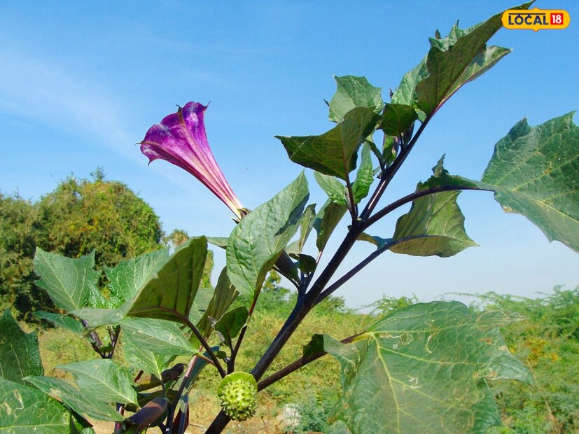 દવાનું કારખાનું ગણાય છે આ ઝેરી છોડ, BP, તાવ, મલેરીયા જેવી બીમારીનો છે ...