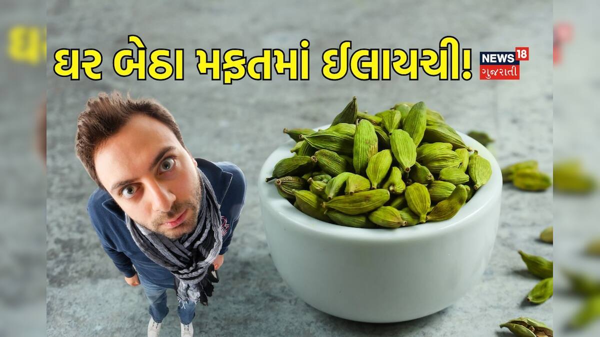 કાયમ માટે મફતમાં ઈલાયચી જોઈએ છે? ઘરે બેઠા કરી લો આ કામ, પછી 'મોજે દરિયા ...
