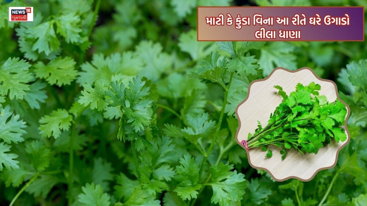 how to grow dhaniya without soil - માટી વિના પણ ઉગી શકે છે લીલા ધાણાનો ...
