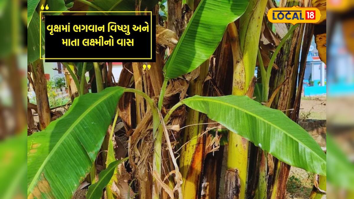 પૂર્ણિમાના દિવસે કરો આ વૃક્ષની પૂજા, ઘરમાં આવશે સુખ સમૃદ્ધિ, બ્રાહ્મણે ...