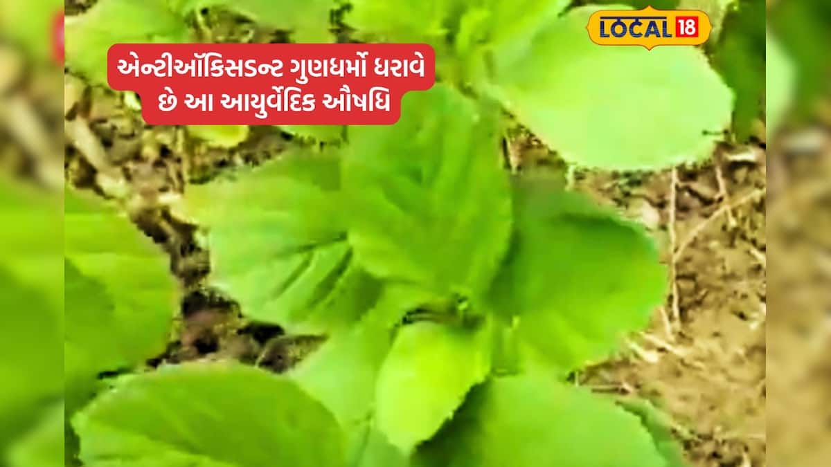 ઔષધિય ગુણોથી ભરપૂર છે આ છોડ, ત્વચા સંબંધી રોગો માટે રામબાણ, જાણો સેવન ...