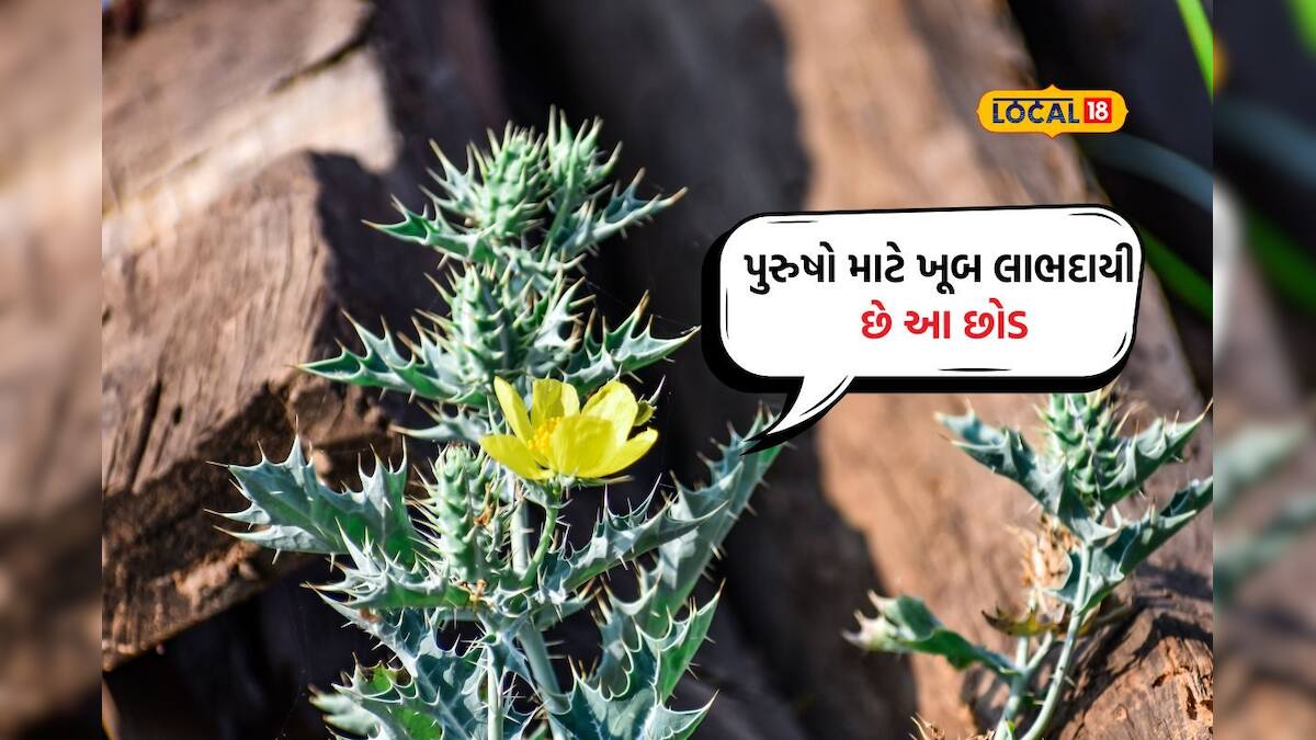 કમજોરીને દૂર કરે છે આ છોડ! માત્ર 21 દિવસ સુધી કરો આનું સેવન, 50ની ઉંમરે ...