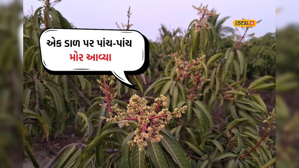 હે...ના હોય! શિયાળામાં આંબાની એક જ ડાળે આવ્યા 5 મોર, જુઓ અવિશ્વસનીય ...