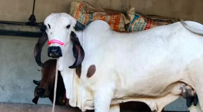 ખૂબ જ ઓછી જોવા મળતી આ ગીર ગાય - This very rare Gir cow