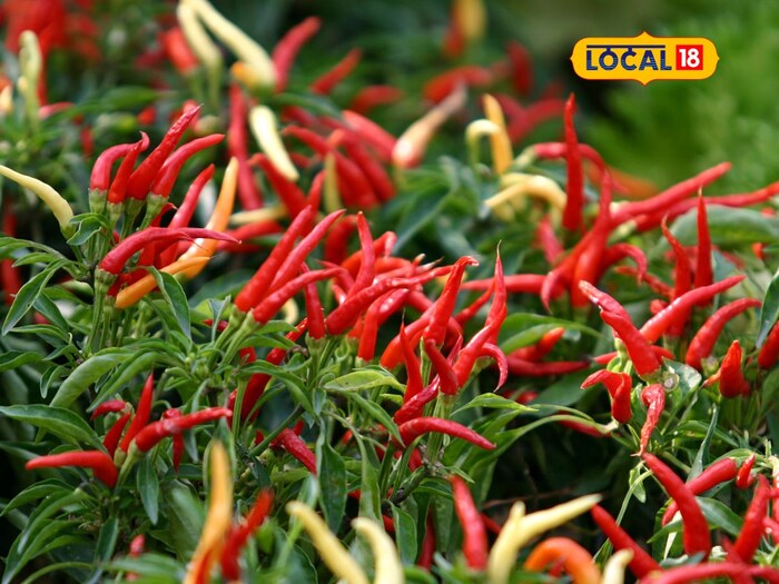 મરચાના પાક માટે ખતરનાક છે આ વાયરસ - Virus attack in chilli crop ...