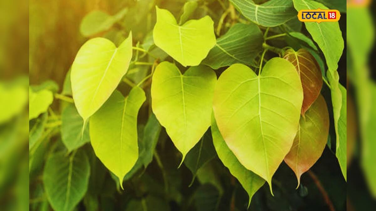 કમળાનો રામબાણ ઈલાજ છે આ પાનનો ઉકાળો, આંતરડામાં જમા થયેલી ગંદકીનો પણ ...