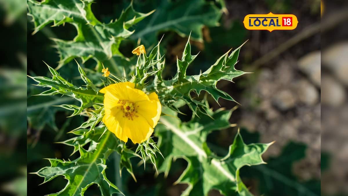 Consuming the juice of the Satyanashi plant cures impotence - 21 દિવસ ...
