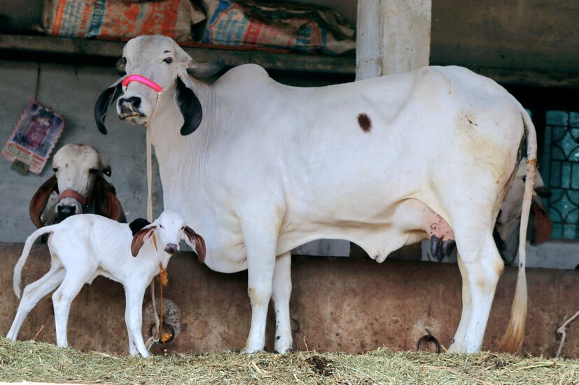 ગીર ગાયની ઊંચી કિંમત, મહિને 40 હજારનું દૂધ આપે - Gir cow costs Rs 1.25 ...