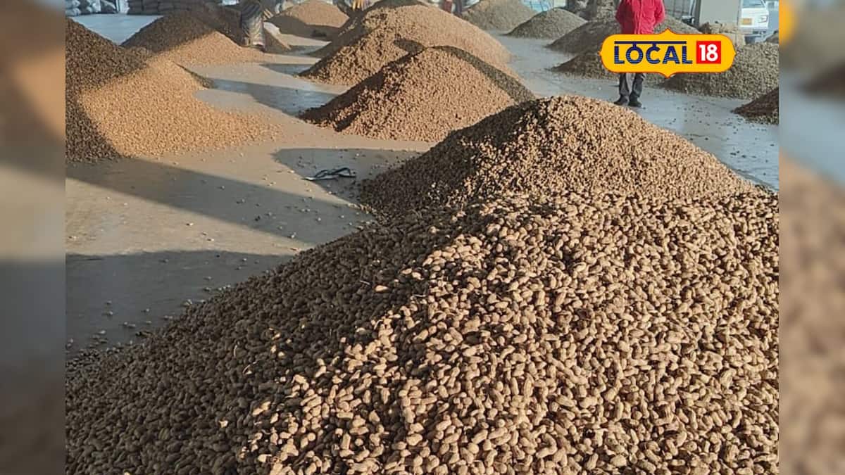 Highest prices of groundnut Girnar at Amreli Marketing Yard in Saurashtra - News18 ગુજરાતી