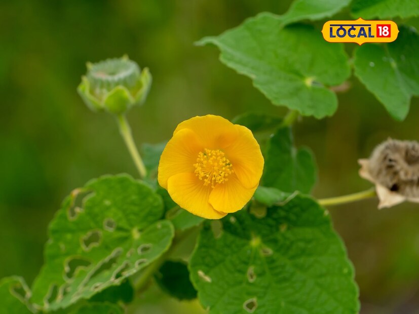 health miraculous benefits and medicinal properties of atibala country ...