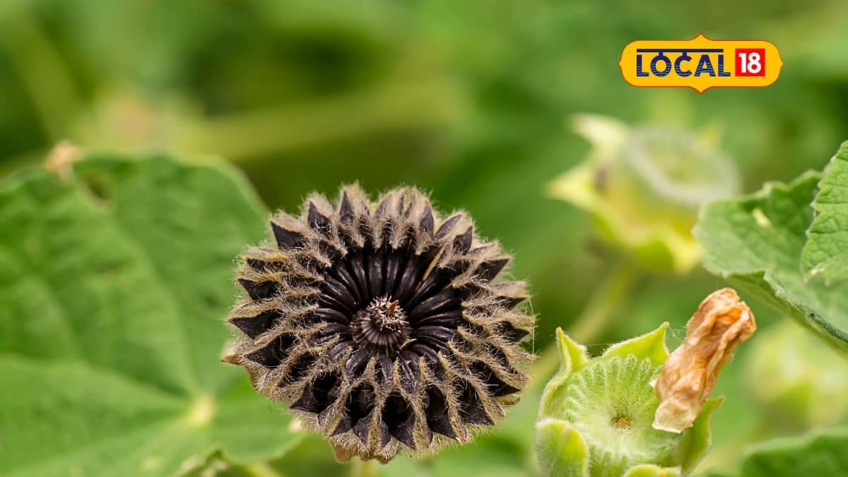 health miraculous benefits and medicinal properties of atibala country ...