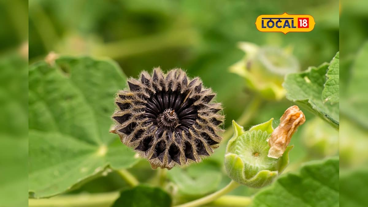 health miraculous benefits and medicinal properties of atibala country ...