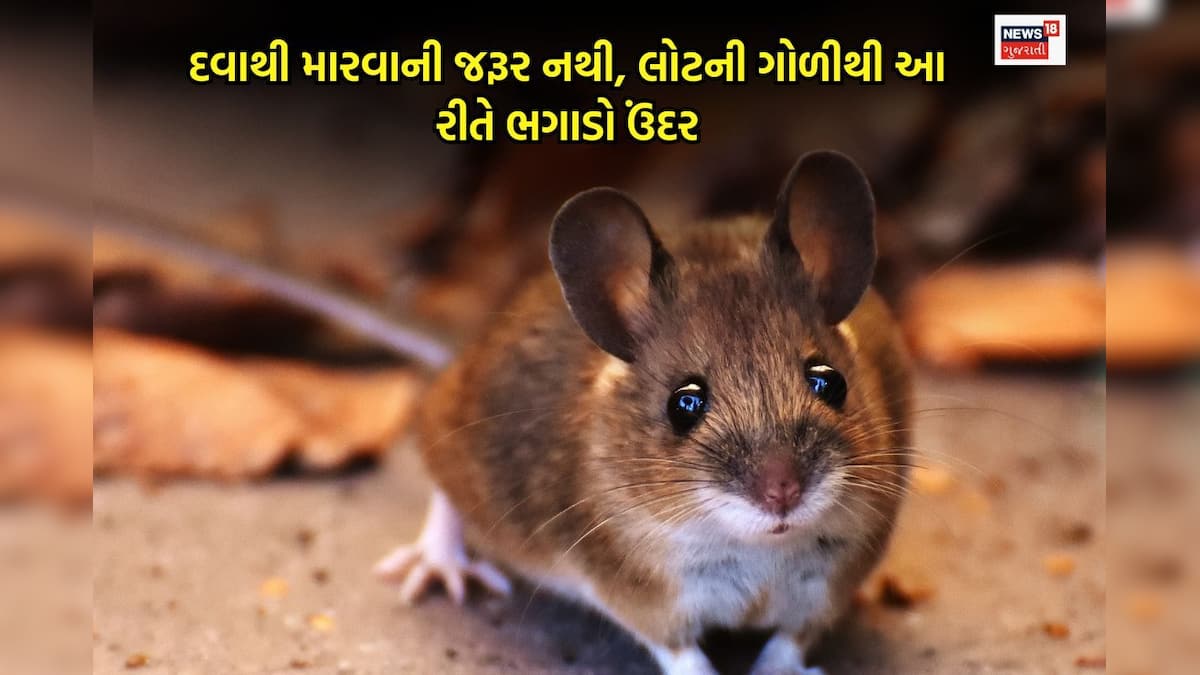 how to get rid of rats without killing them - ઘરમાં ઉંદરોની અવરજવર ...