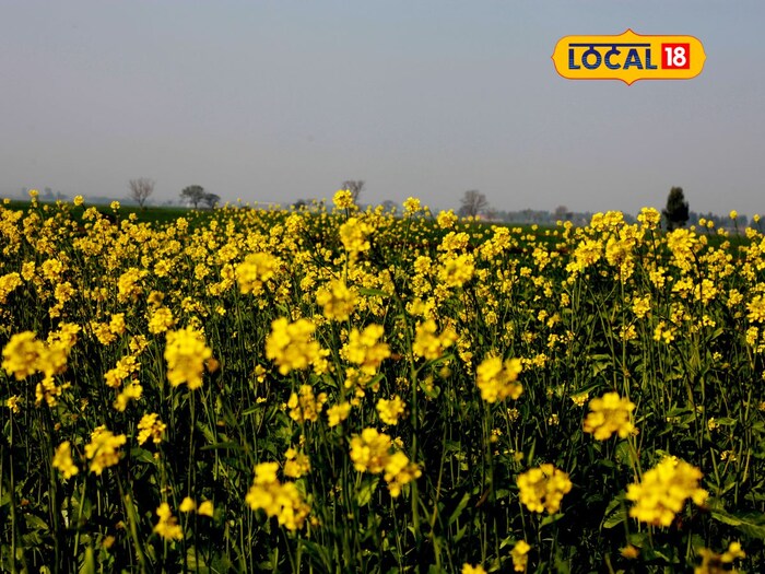 સરસવના પાકનો યમરાજ છે આ રોગ - Mustard aphid attack on mustard crops ...