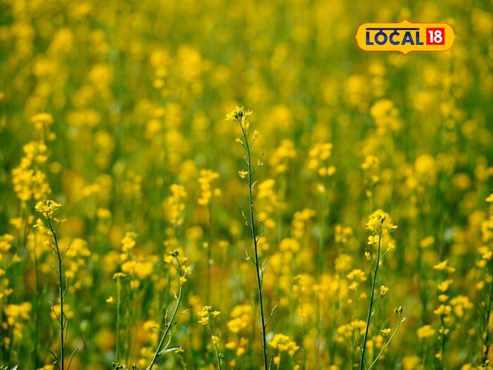 સરસવના પાકનો યમરાજ છે આ રોગ - Mustard aphid attack on mustard crops ...