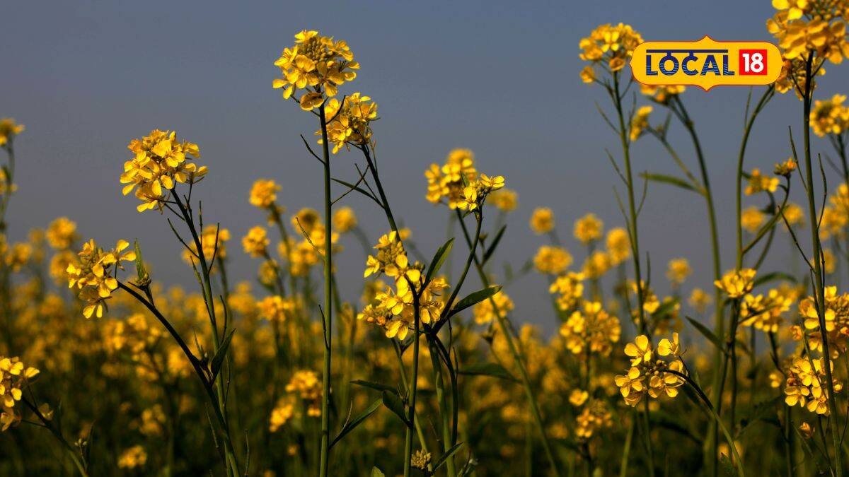 સરસવના પાકનો યમરાજ છે આ રોગ - Mustard aphid attack on mustard crops ...
