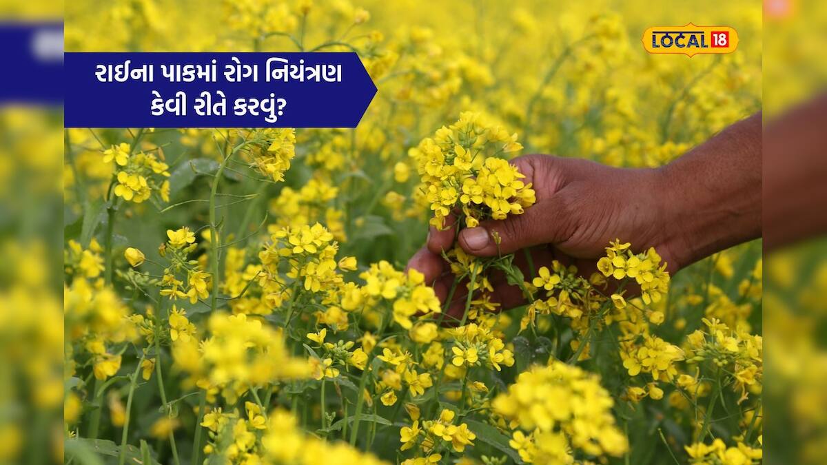 રાયડામાં થશે વિવિધ જીવાતનો ઉપદ્રવ, જાણો કેવી રીતે કરવું નિયંત્રણ ...