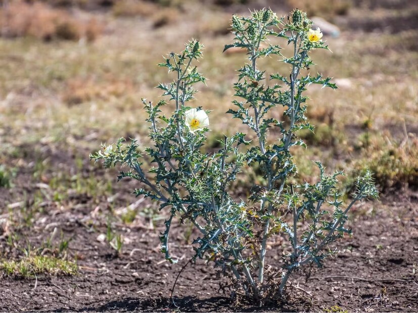 વૃદ્ધત્વમાં યુવાની લાવશે સત્યનાશી છોડ - Health Benefits of Satyanashi ...