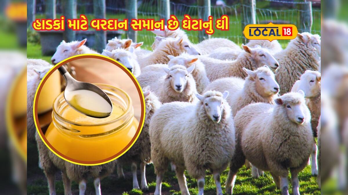 આ પ્રાણીનું ઘી ખાશો તો ગાયના દેશી ઘીનો સ્વાદ ભૂલી જશો, ક્રેક હાડકા માટે ...