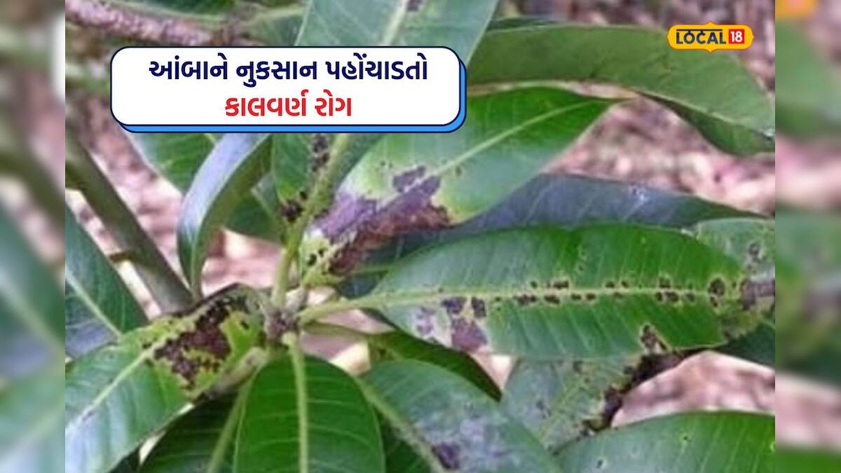 આંબાને કાલવર્ણ રોગથી બચાવજો, નહીંતર ઘટશે કેરીનું ઉત્પાદન, કૃષિ નિષ્ણાતે ...