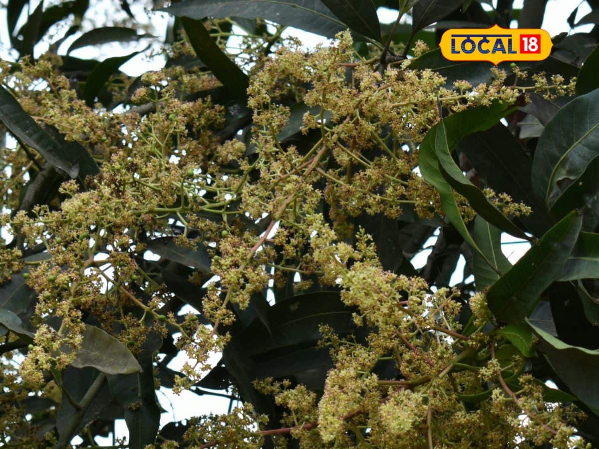 આંબામાં આ છ રૂપિયાની દવા છાંટી દો - Spray a medicine worth Rs 6 on a ...