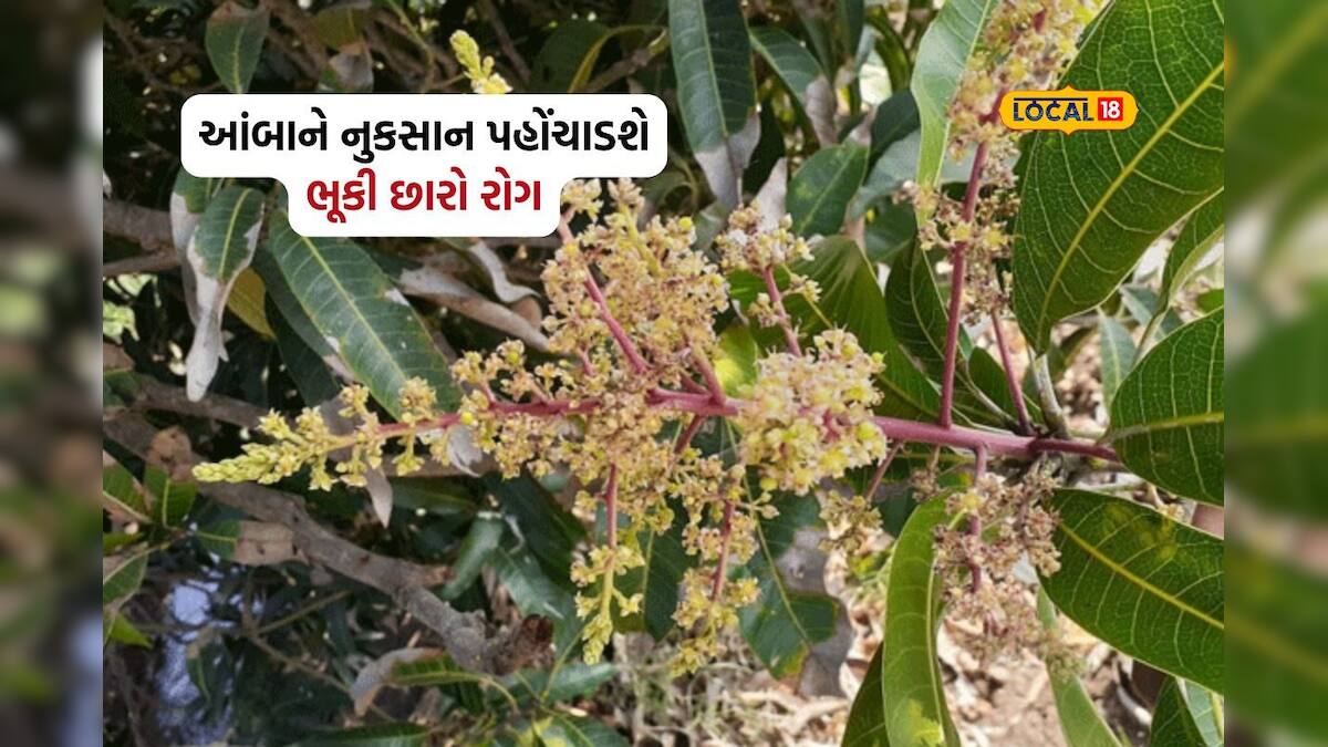 આંબે આવેલો મોર ખેરવી દેશે ભૂકી છારો રોગ, જાણો તેના નિયંત્રણનો ઉપાય ...