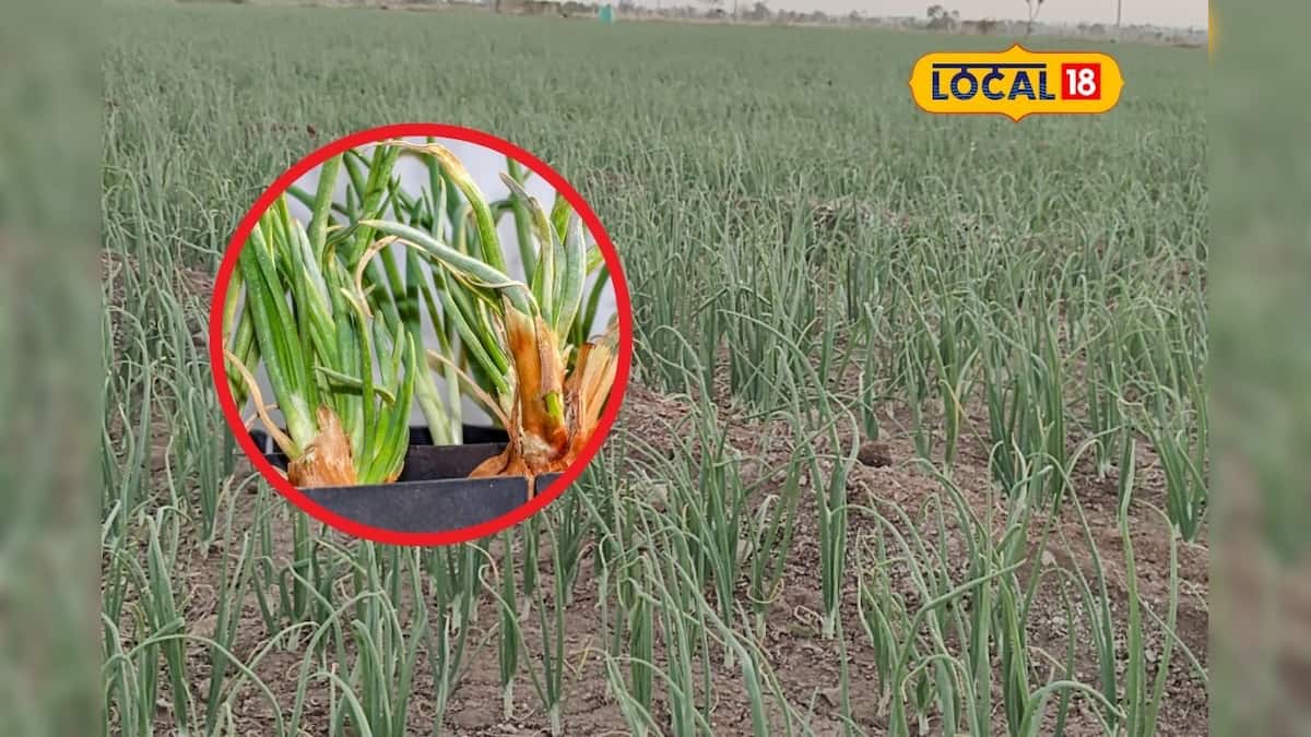 Amreli - News18 ગુજરાતી