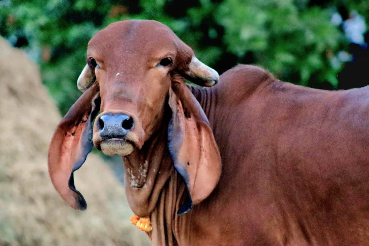 આ ગીર ગાય રોજ કમાણી કરી આપશે - Gir Cow Animal Husbandry Business Dairy ...