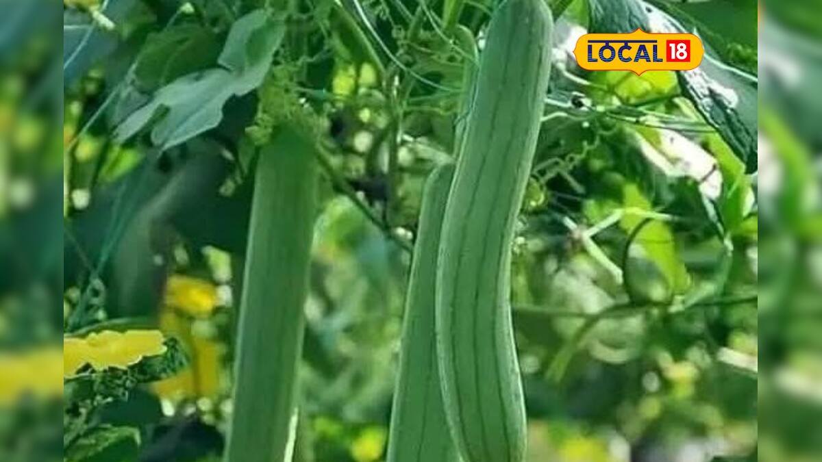 ફાયદાની વાત: ઉનાળામાં ખાલી ખેતરમાં આ પાક ઉગાડો, સારા ભાવ મળશે અને થઈ જશે માલામાલ - how to grow ...