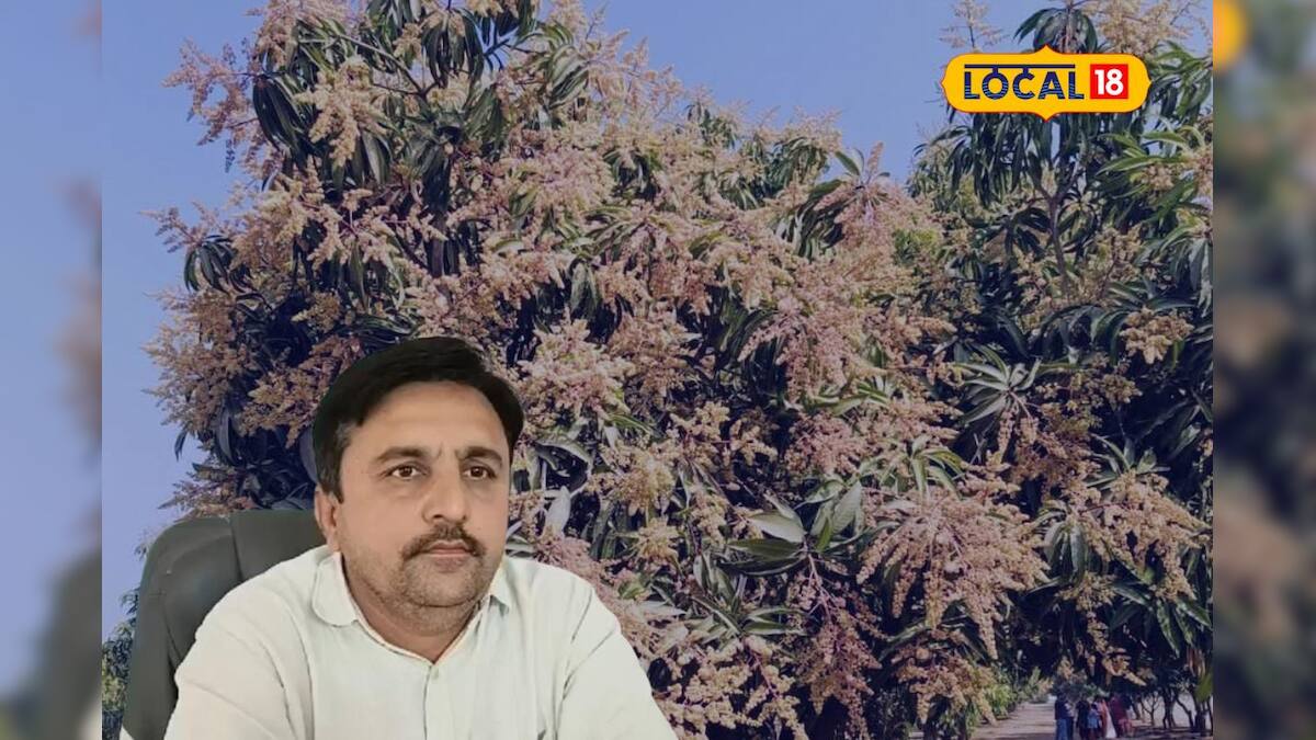 Rain forecast in Saurashtra, possibility of disease in mango and cumin crops - News18 ગુજરાતી