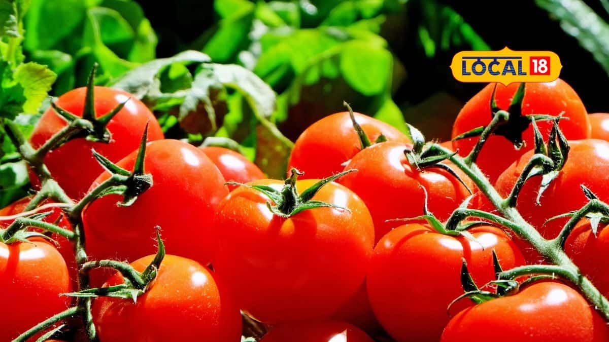 Native Tomato Variety Wins Hearts No Spices Needed Just Roast and Enjoy ...